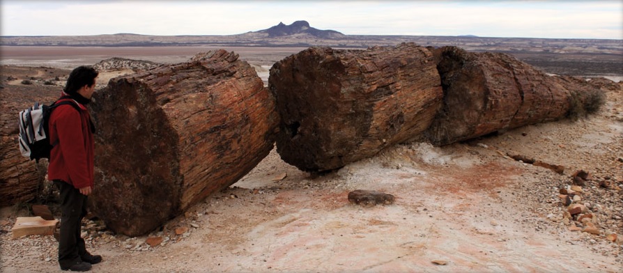 Petrified Forest National Park – Patagonia-Argentina.Com