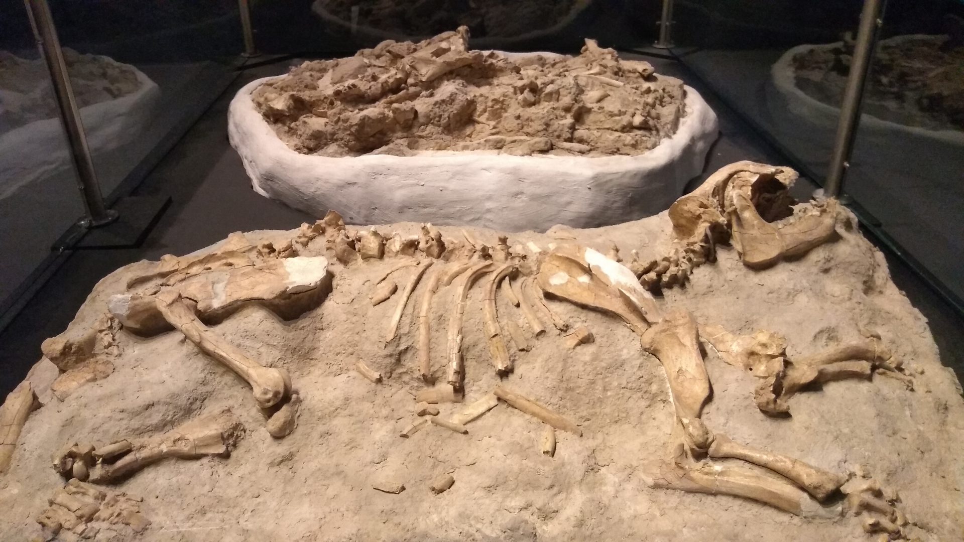 Trelew – Patagonia-Argentina.Com