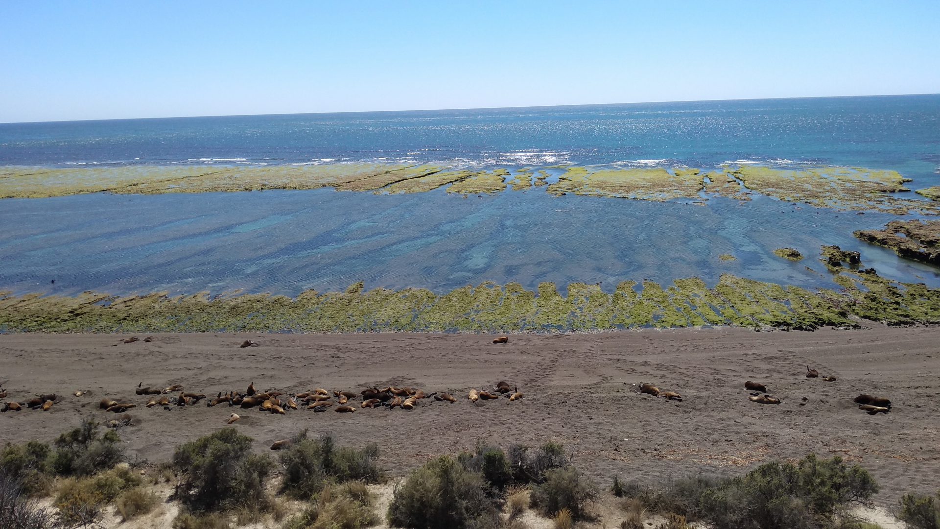 Peninsula Valdés – Punta Norte – Patagonia-Argentina.Com
