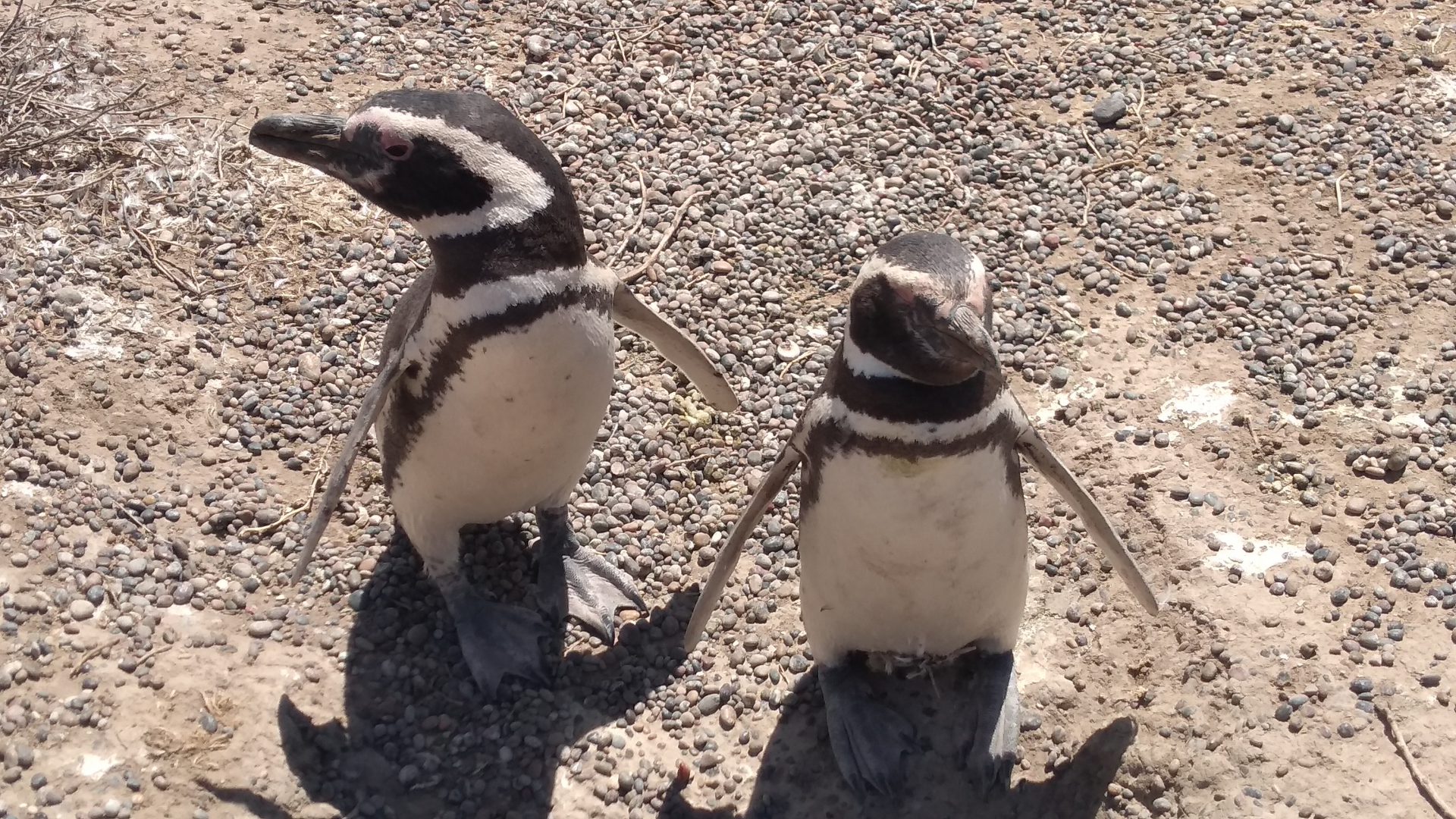 Getting to know the Magellan Penguins – Patagonia-Argentina.Com