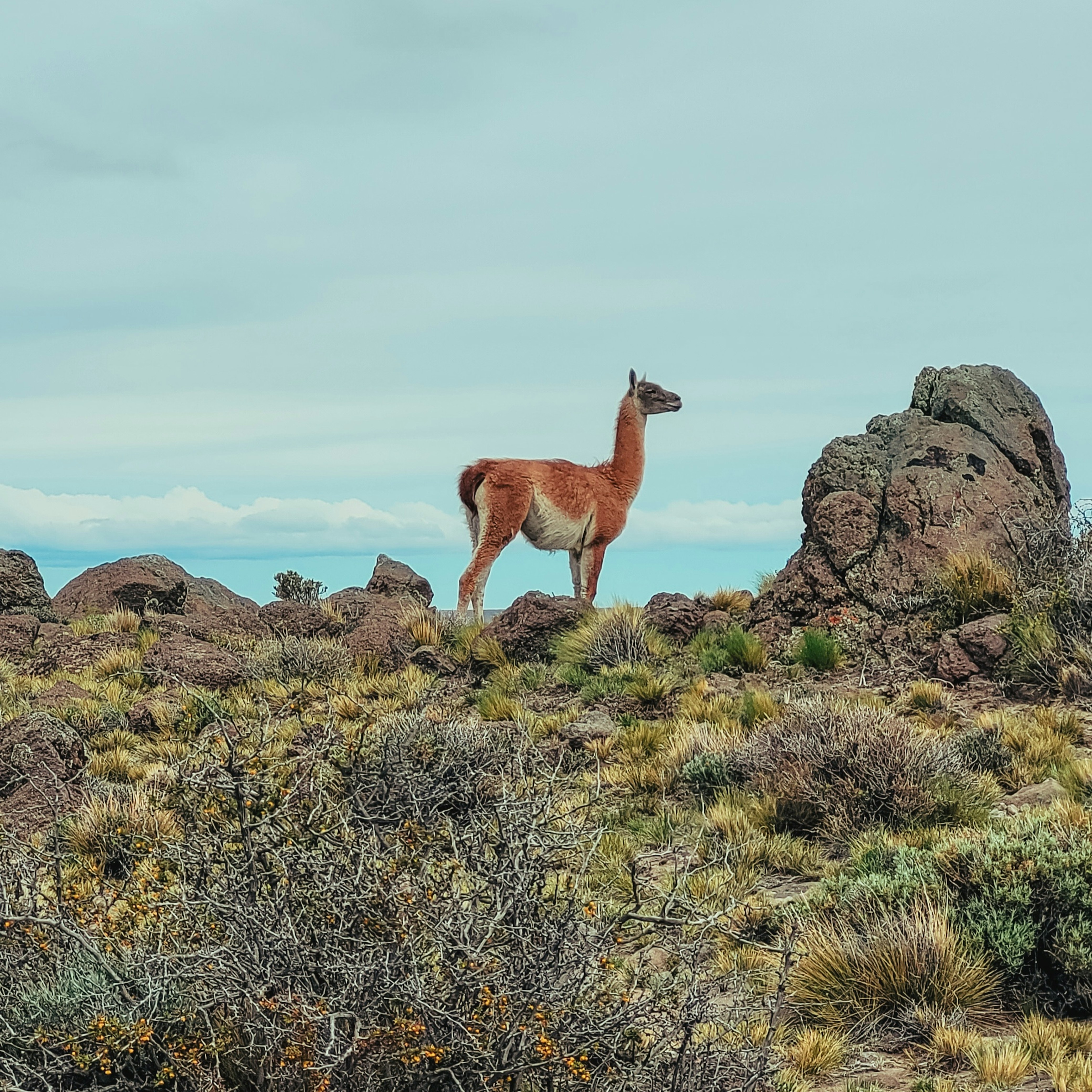La cría de guanacos: un proyecto productivo patagónico – Patagonia ...